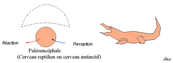 Les supports nerveux de la pensée. Evolution embryologique du cerveau ...